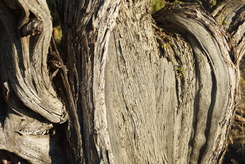 Juniper Tree Trunk in Late Afternoon Stock Image - Image of root ...