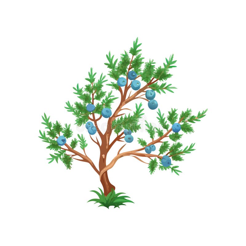 Juniper Tree Vector Illustration with Blue Berries on White Background ...