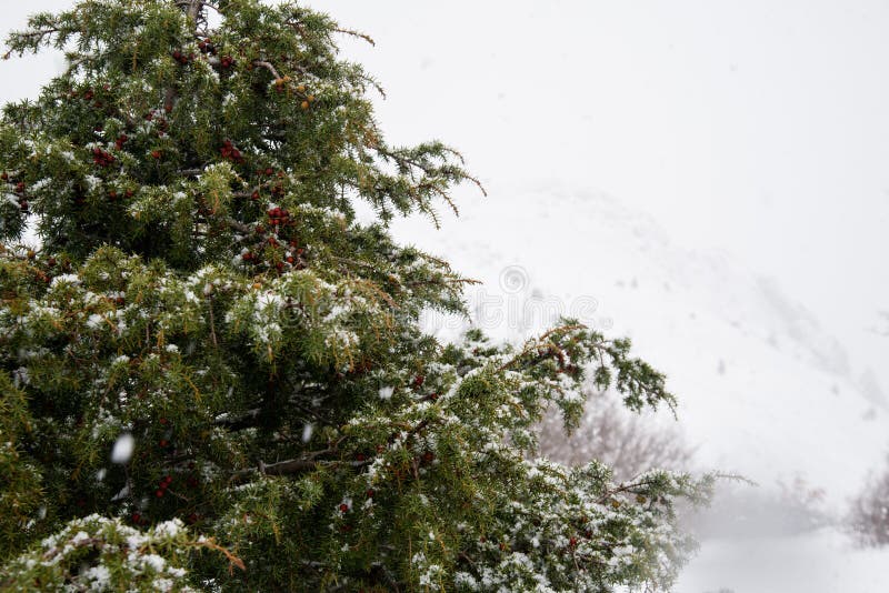Juniper tree in winter stock photo. Image of berry, conifer - 204729936