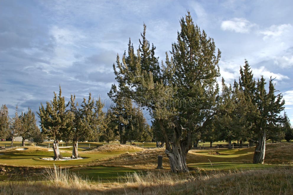Juniper trees stock image. Image of game, branches, grass - 3916361