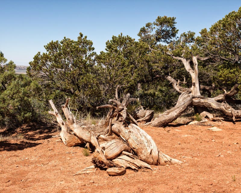 Juniper Trees in Near Jensen, Utah Stock Photo - Image of composition ...