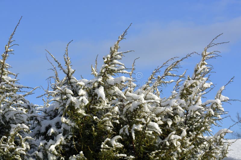 Juniper trees and snow stock photo. Image of cold, tree - 85260518