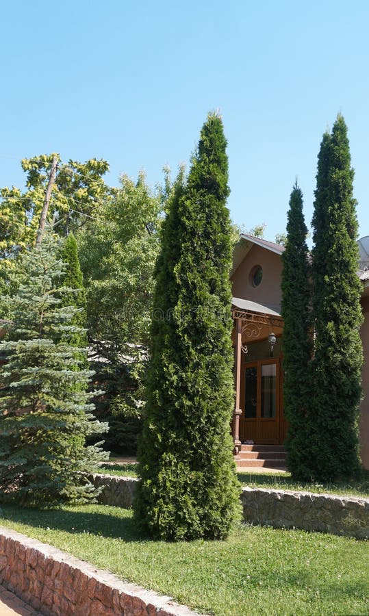 Juniper Trees Were Growing in the Yard Stock Image - Image of ...