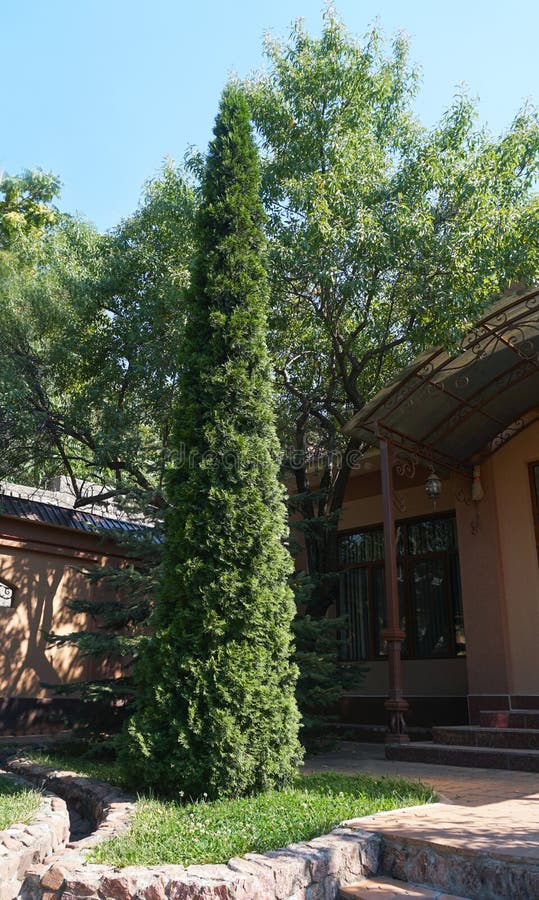 Juniper Trees Were Growing in the Yard Stock Image - Image of scene ...