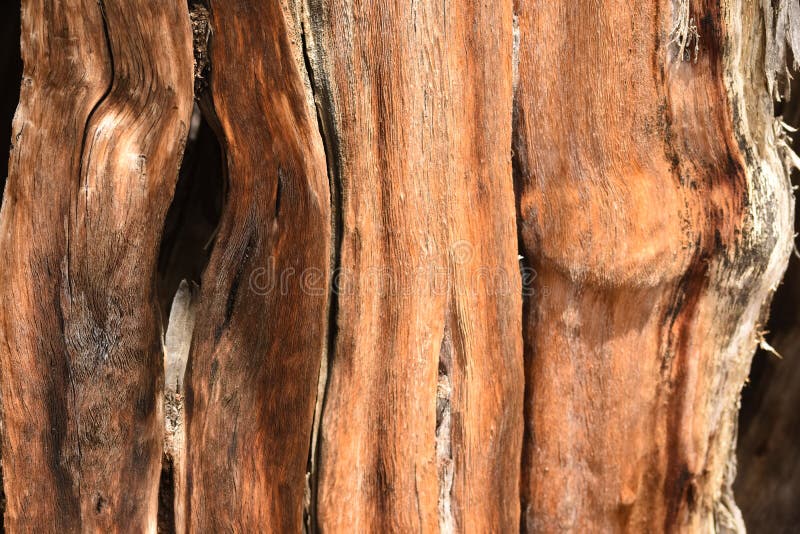 Juniper Trunk Background Texture Detail Stock Image - Image of bark ...