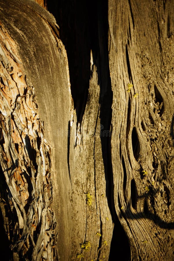 Juniper Trunk in Late Afternoon Stock Photo - Image of afternoon ...