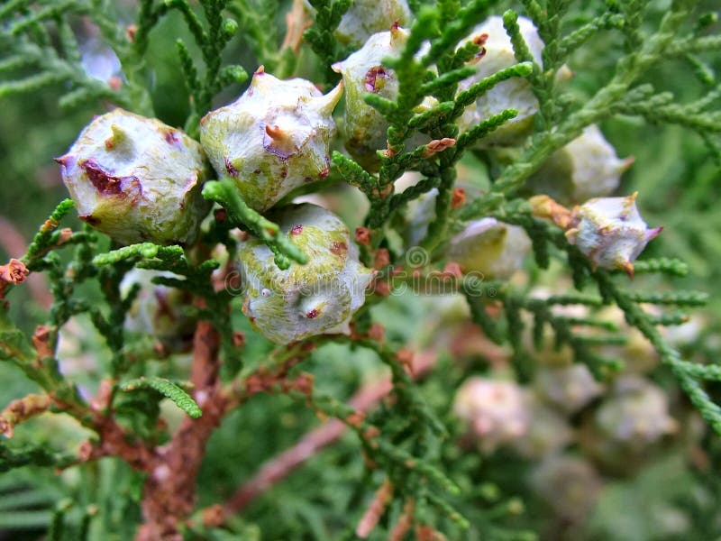Juniper in the Turkish Mediterranean Stock Photo - Image of coniferous ...