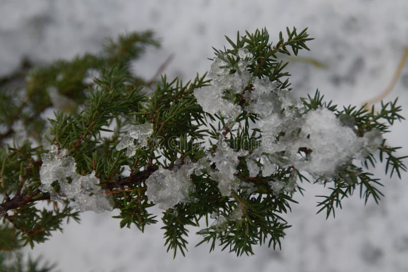 A Juniper Twig in Winter stock image. Image of needles - 350749831
