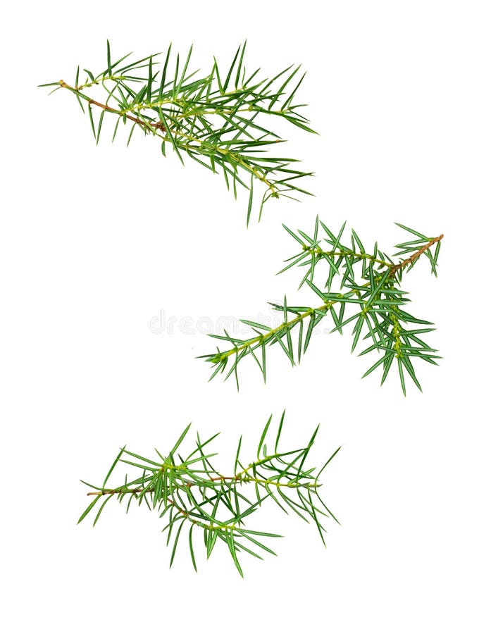 Juniper Twigs on a White Isolated Background Stock Photo - Image of ...