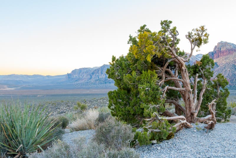 Juniper and View of Red Rock Valley Conservation Area II Stock Image ...