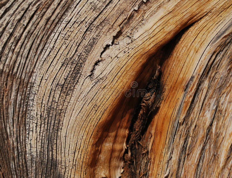 Juniper wood texture stock photo. Image of wood, knot - 8731972