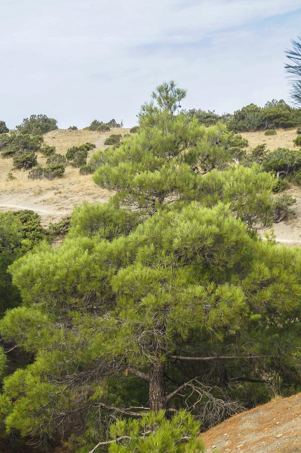 Junipers and Pines on the Slopes Stock Photo - Image of pine, view ...