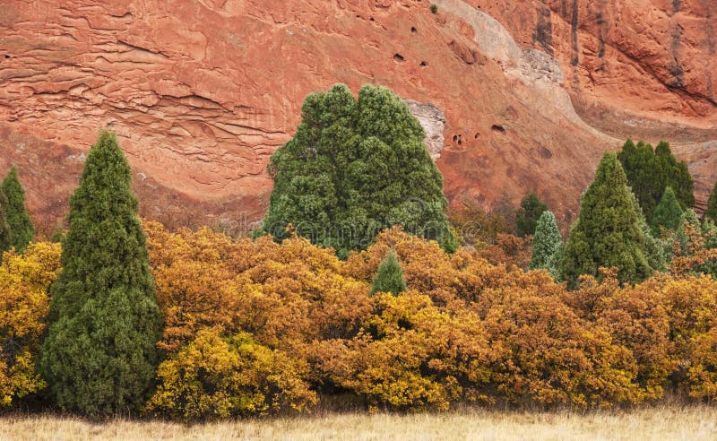 Junipers and Yellow Bushes with Red Rock Stock Image - Image of ...