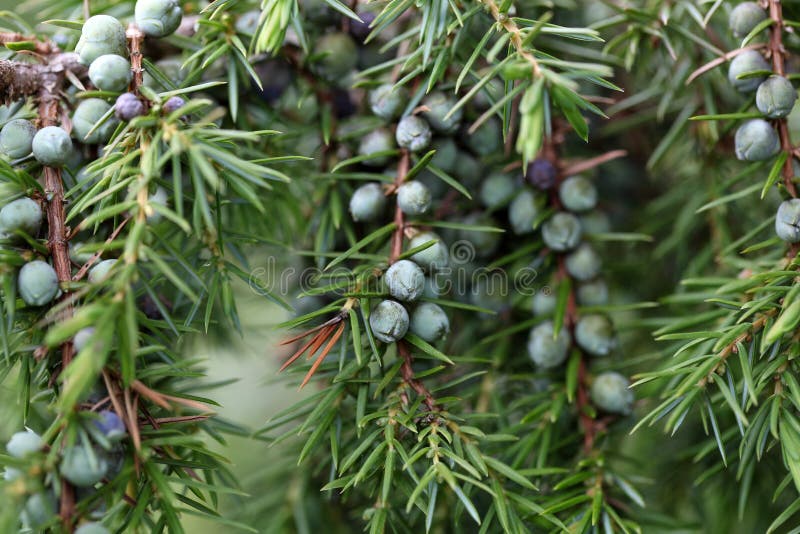 Genever Production Stock Photos - Free & Royalty-Free Stock Photos from ...