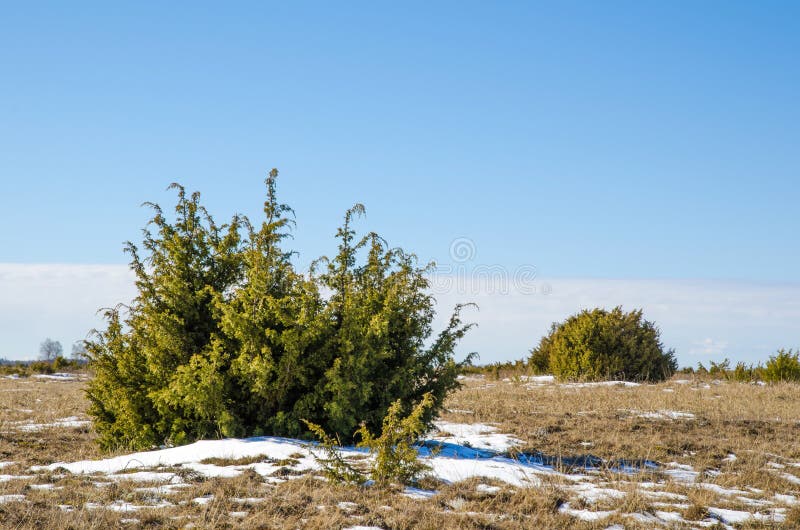 Juniperus bushes stock image. Image of great, landscape - 33304835