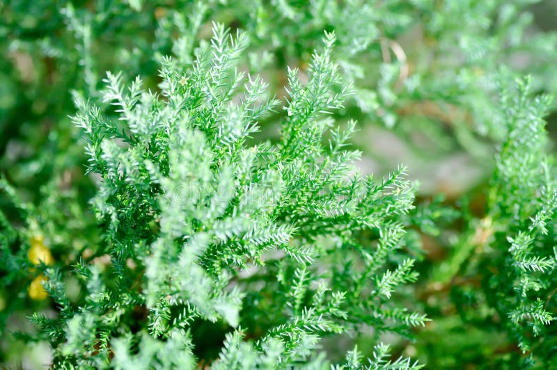 Juniperus Chinensis, Chinese Juniper or CUPRESSACEAE Plant or Pine Tree ...