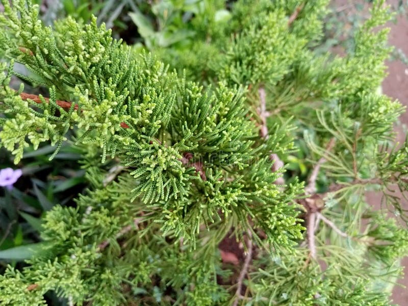 Juniperus Chinensis Chinese Juniper Plant , Pine Leaves Close Up Stock ...