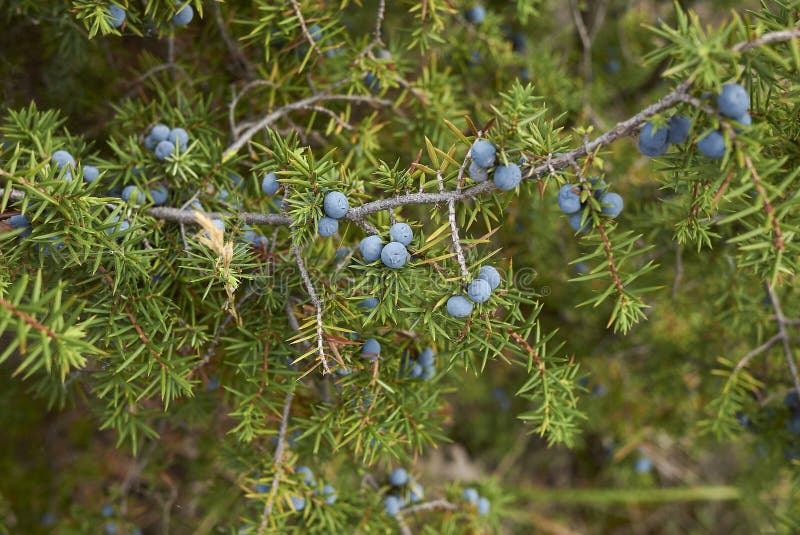 Juniperus Communis Branch with Blue Fruit Stock Photo - Image of ...