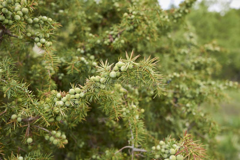 Juniperus Communis Evergreen Shrub Stock Photo - Image of branch, bush ...