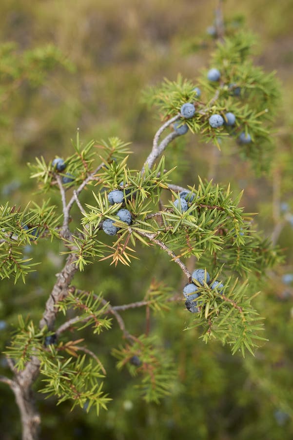 Juniperus Communis Branch with Blue Fruit Stock Image - Image of cones, green: 206839659