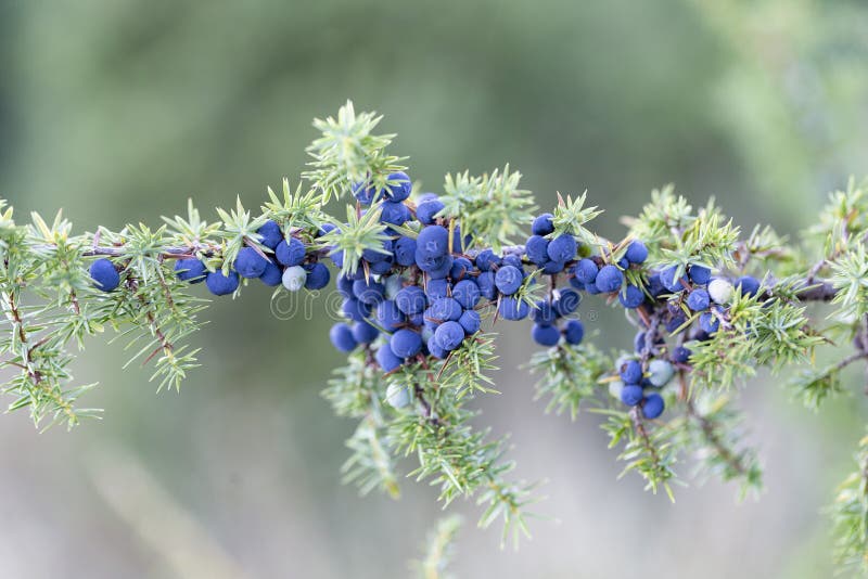 Juniperus Communis, the Common Juniper, is a Species of Small Tree or ...