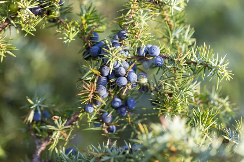 Juniperus Communis, the Common Juniper, is a Species of Small Tree or ...