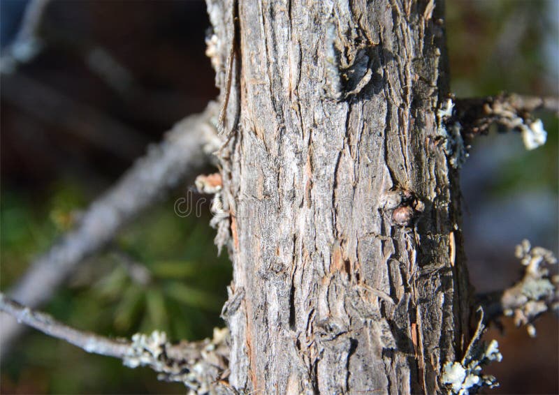 Juniperus Communis - Common Juniper Stock Image - Image of communis ...