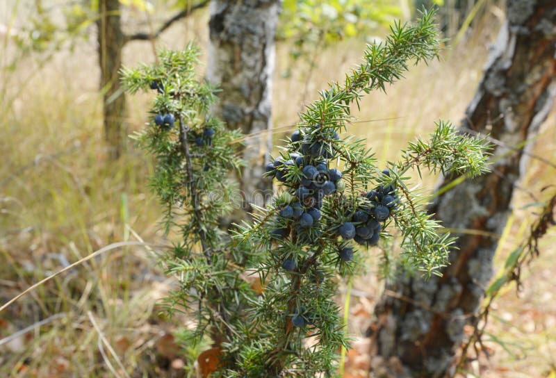Juniperus Communis With Juniper Berries. Juniperus Communis With ...