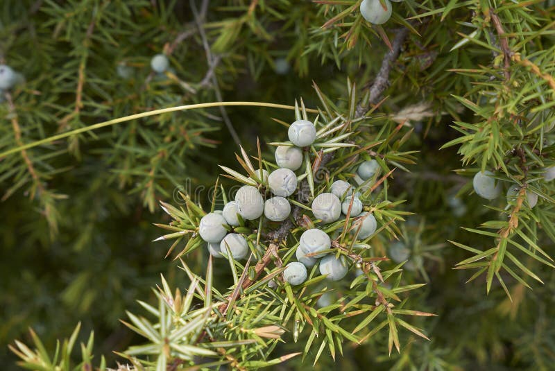 Unripe Berries of Juniperus Communis Stock Photo - Image of juniperus ...
