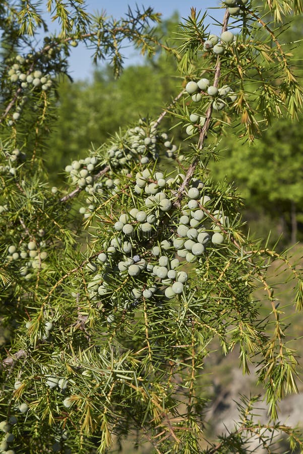 Unripe Berries of Juniperus Communis Stock Photo - Image of flora ...
