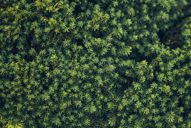 Juniperus Communiscommon Juniper in Forest, Finland. the Cones are Used ...