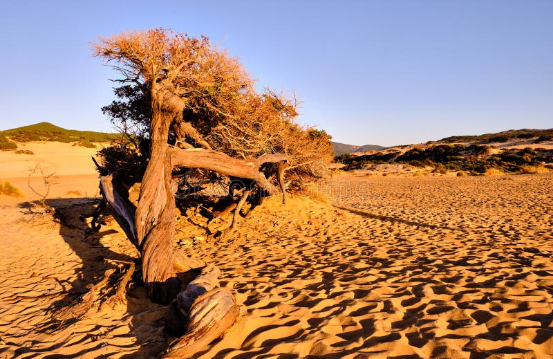 Juniperus in Dune Di Piscinas, Sardinian Desert, Arbus, Italy Stock ...