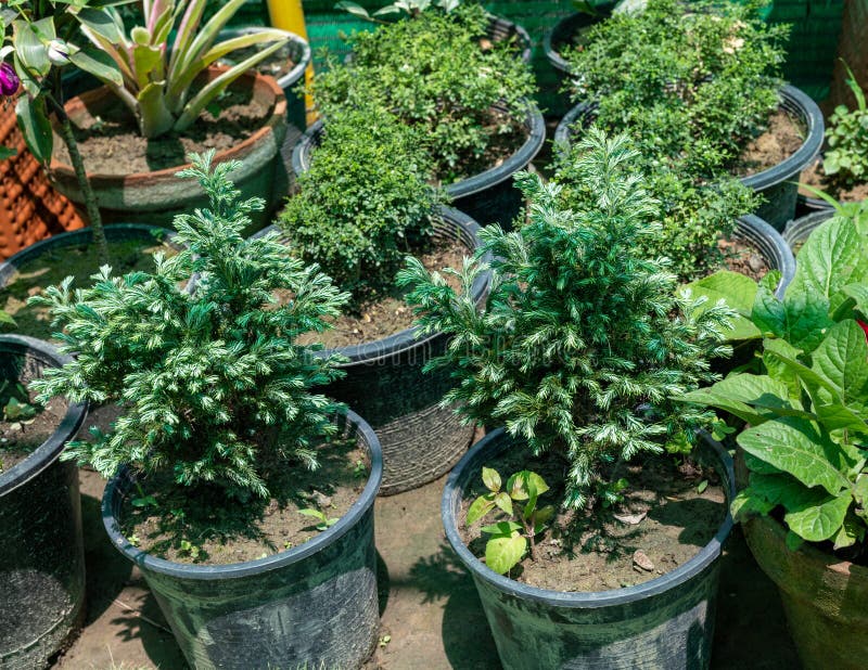 Juniperus Dwarf Evergreen Dense Tree in a Plastic Pots Stock Image ...