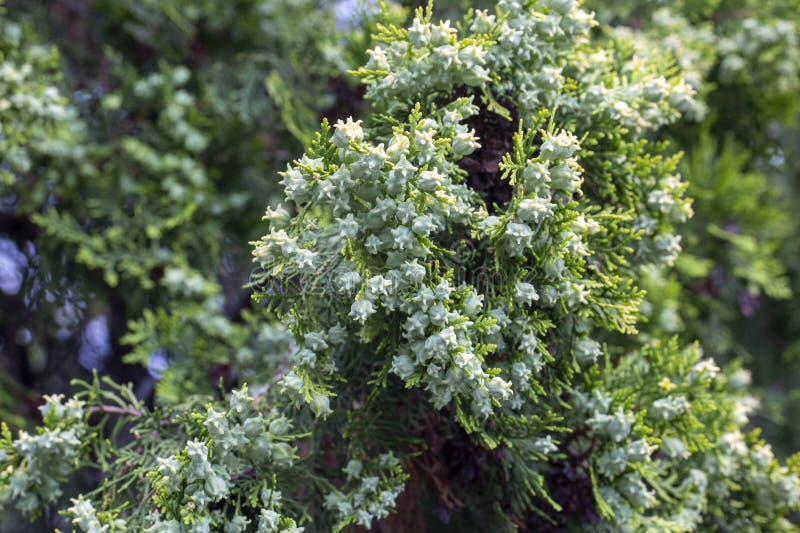 Juniperus Excelsa, Commonly Known As Greek Juniper Stock Photo - Image ...