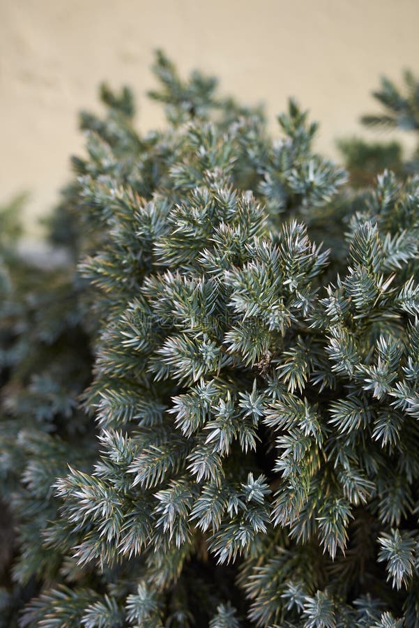 Juniperus formosana shrub stock photo. Image of juniperus - 189686800