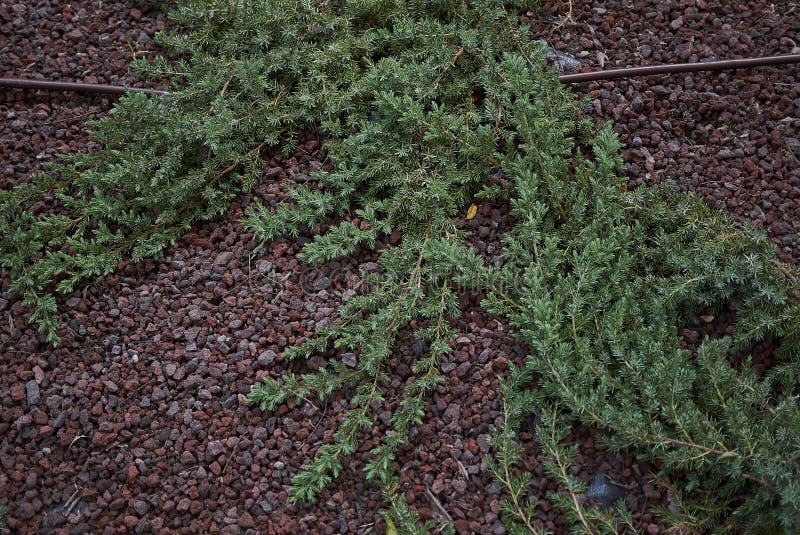 Juniperus formosana shrub stock image. Image of garden - 189686817