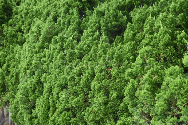 Juniperus hedge. stock photo. Image of garden, grow - 224353376