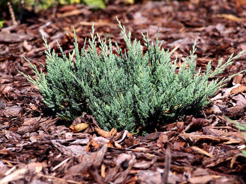 Juniperus Horizontalis `Blue Chip` Stock Image - Image of blue ...