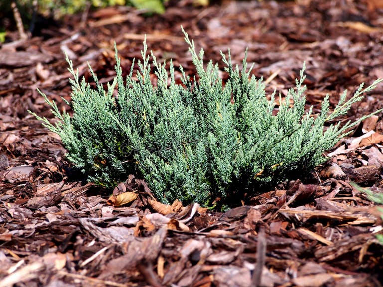 Juniperus Horizontalis `Blue Chip` Stock Image - Image of blue ...