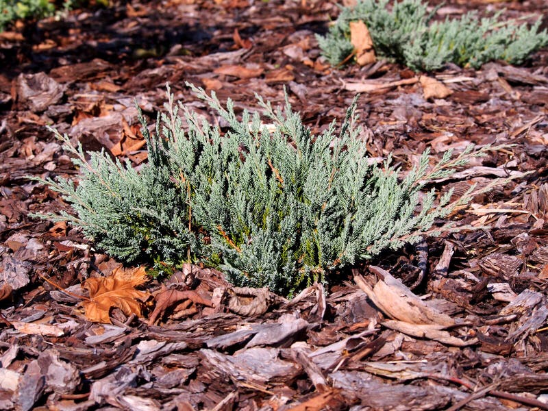 Juniperus Horizontalis `Blue Chip` Stock Photo - Image of silver, leaf ...