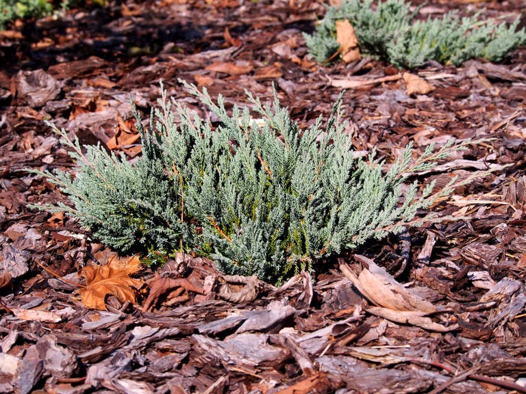 Juniperus Horizontalis `Blue Chip` Stock Photo - Image of silver, leaf ...