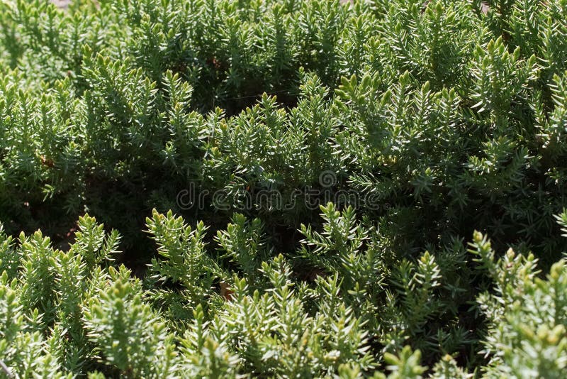 Juniperus Horizontalis Creeping Juniper Foliage. Stock Photo - Image of ...