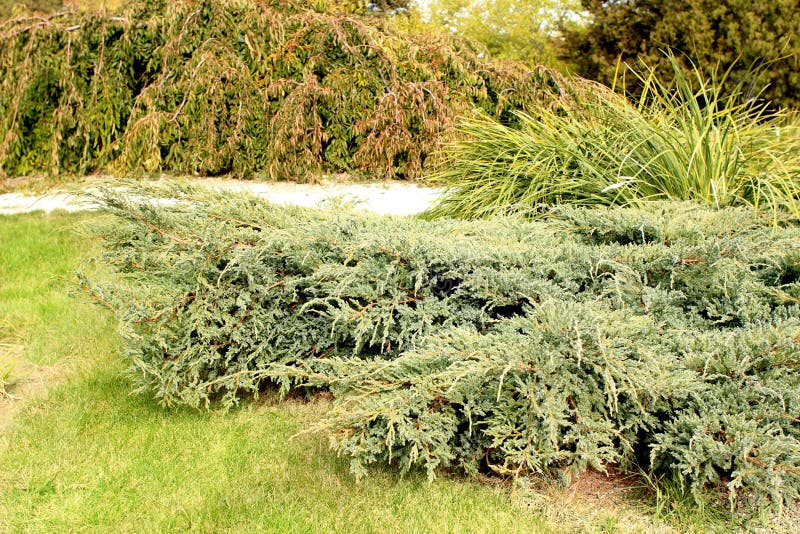 Juniperus Horizontalis `Golden Carpet` Creeping Juniper. Juniper Tree ...