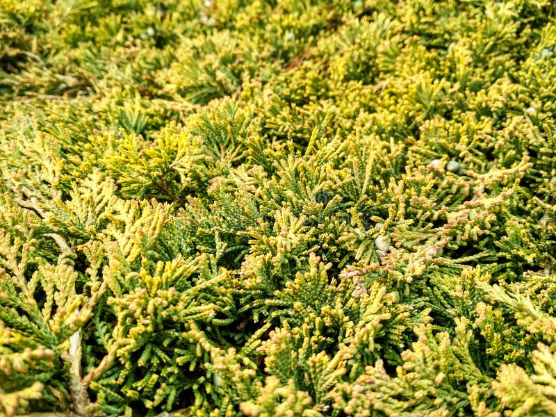 Juniperus Horizontalis Golden Carpet Creeping Juniper. Juniper Tree ...