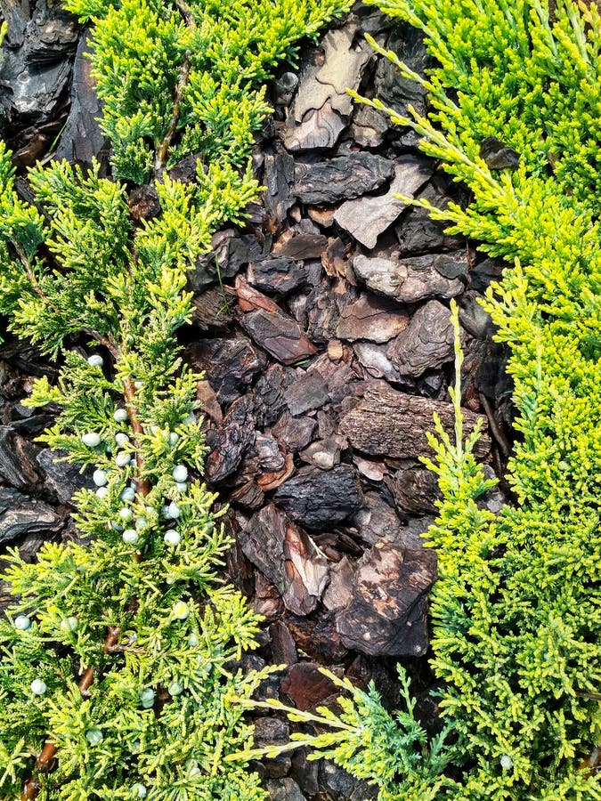 Juniperus Horizontalis Golden Carpet Creeping Juniper. Juniper Tree ...