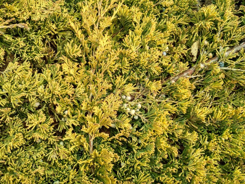 Juniperus Horizontalis `Golden Carpet` Creeping Juniper. Juniper Tree ...