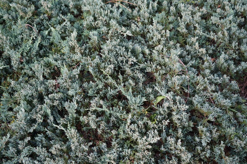 Juniperus Horizontalis Grows in September. Berlin, Germany Stock Image ...