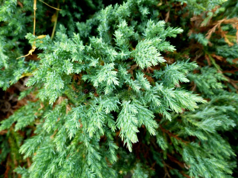 Juniperus Occidentalis, Western Juniper. Branches with Green Needles ...