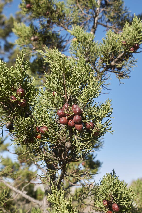 Juniperus Phoenicea Shrub in Sardinia Island Stock Photo - Image of ...