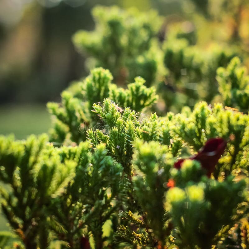 Juniperus Procumbens foto de archivo. Imagen de enano - 57689312